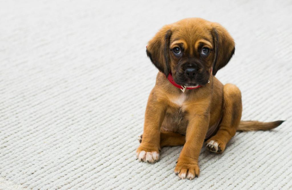 Ultimate Guide to Puppy Training: First 90 Days Timeline with Week-by ...